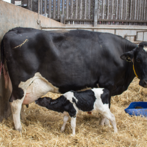 Calving Products – Country Farm Supplies UK